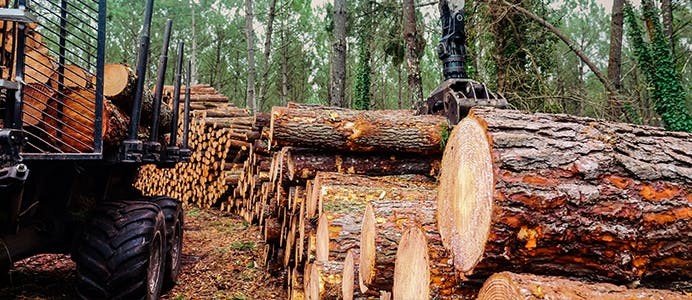 Safety in forest harvesting operations code of practice review | Have ...