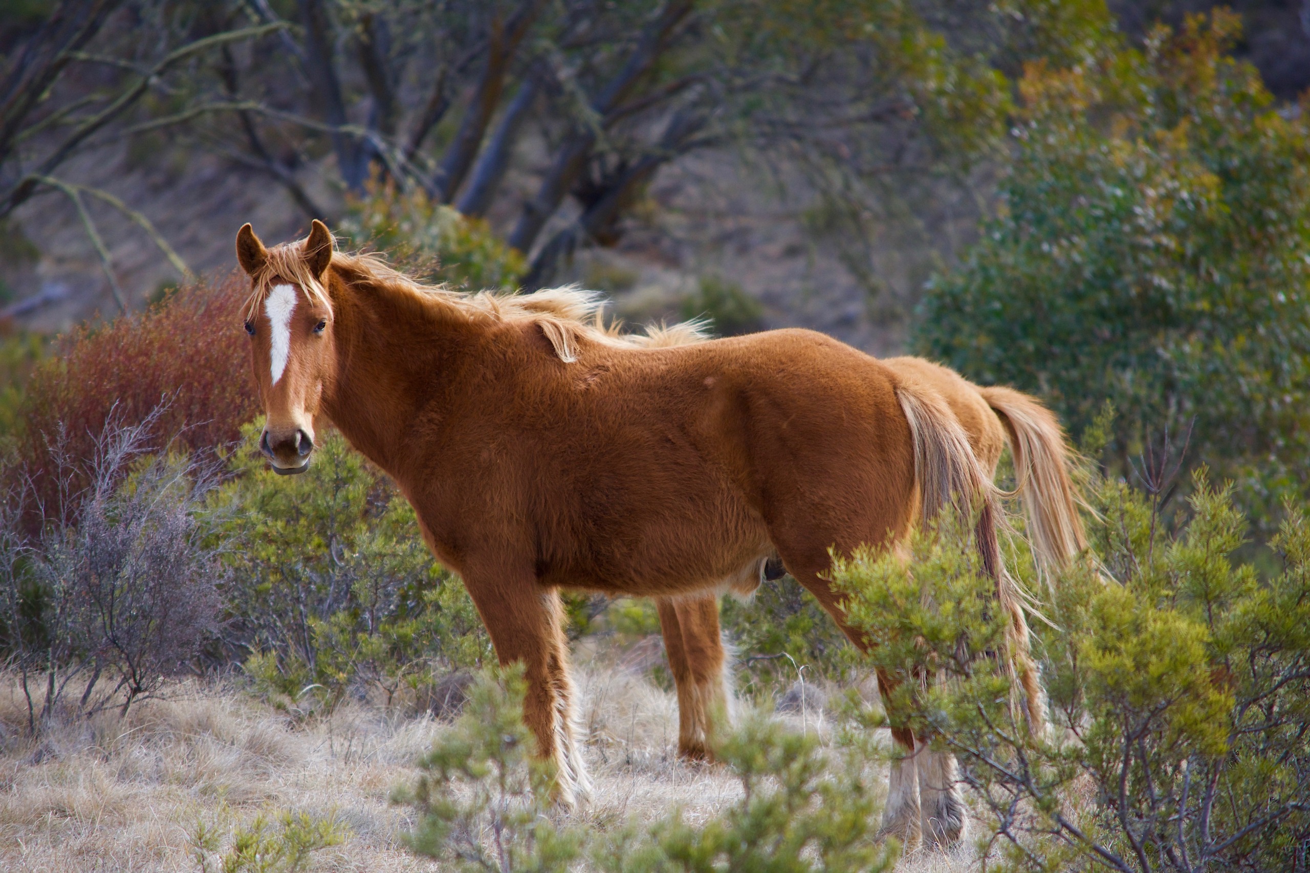Northern Tablelands | Pest animal management plans for NSW | Have Your Say